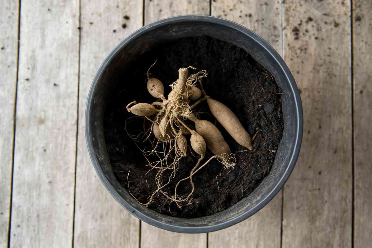 How to Propagate Dahlias from Cuttings? - Homestead Gardener