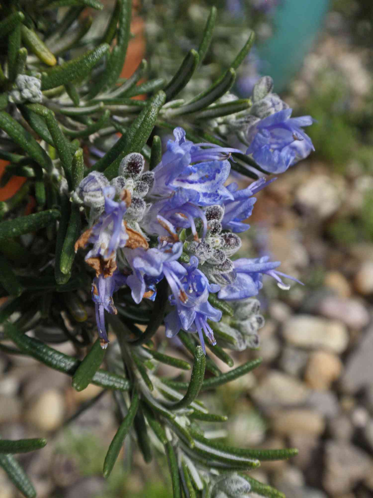 How Do You Dry Rosemary Leaves - 4 Different Methods - Homestead Gardener