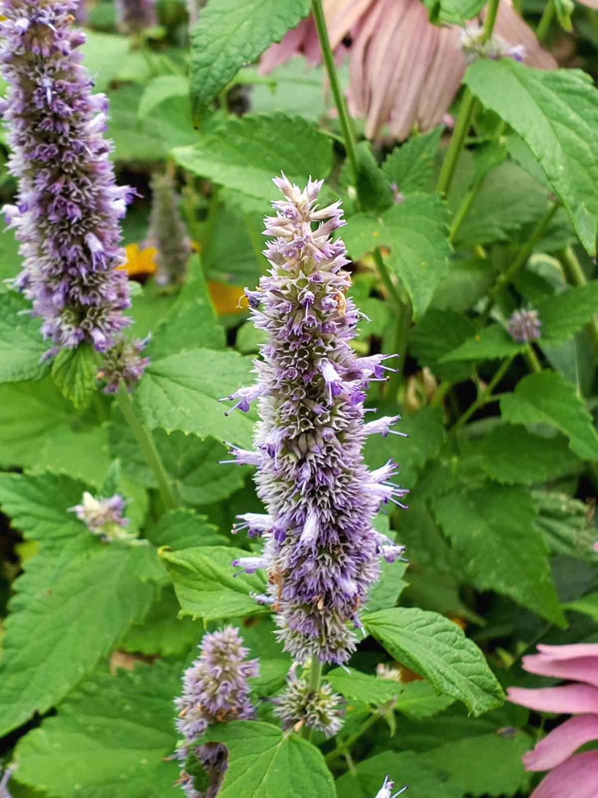 How to Grow and Care Anise Hyssop? - Homestead Gardener