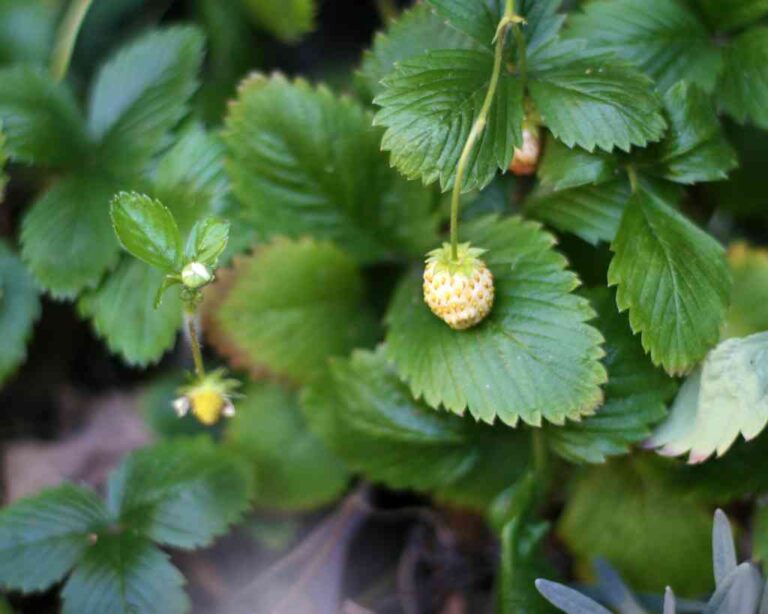 27 Edible Ground Covers to Feed You and Beautify Garden - Homestead ...