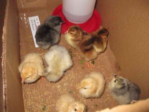 How to Build a Brooder Box for Chicks? - Homestead Gardener