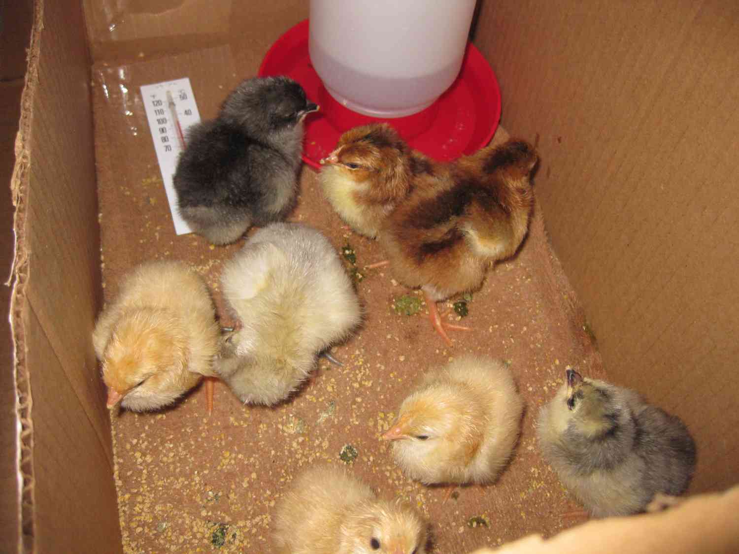 How to Build a Brooder Box for Chicks? - Homestead Gardener