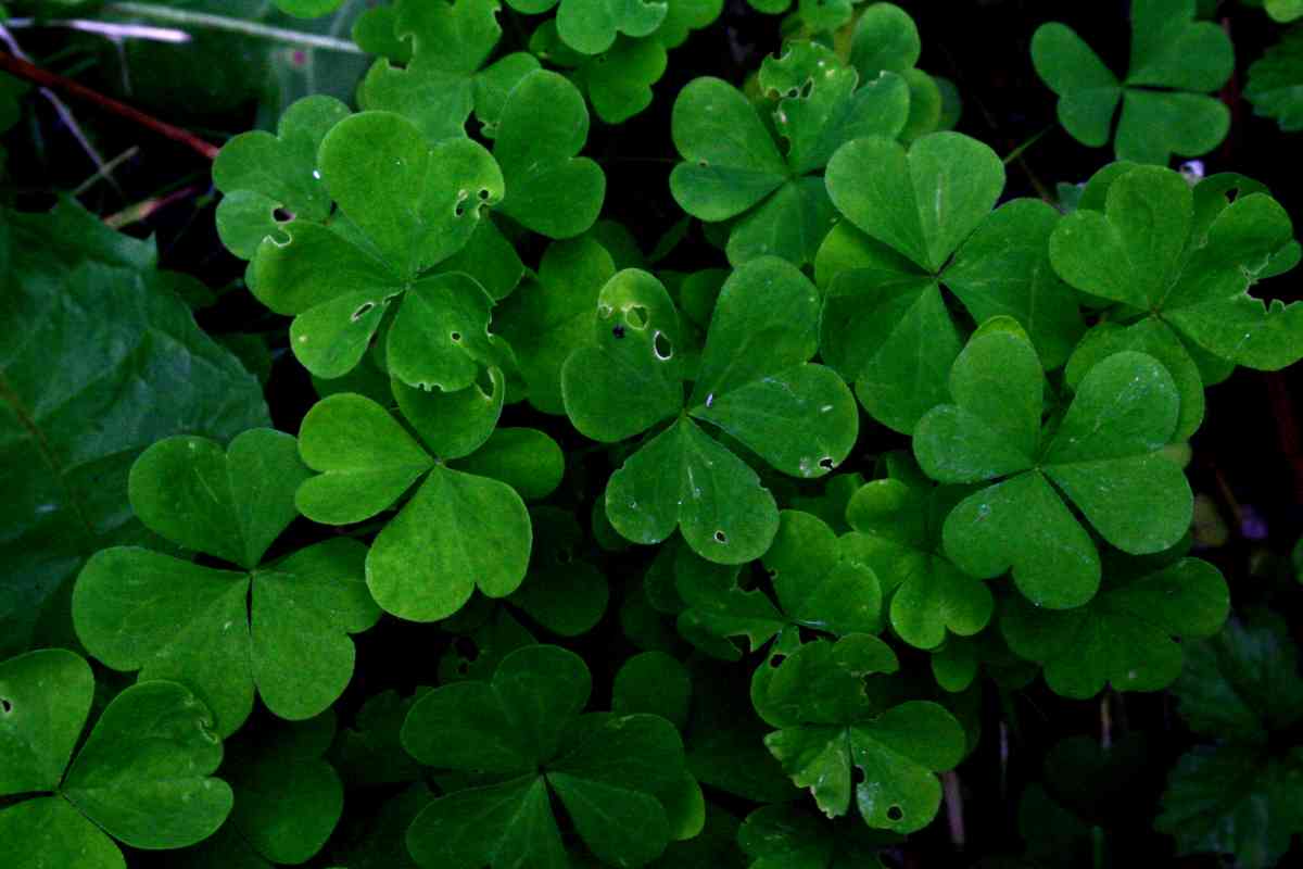 27 Edible Ground Covers to Feed You and Beautify Garden - Homestead ...