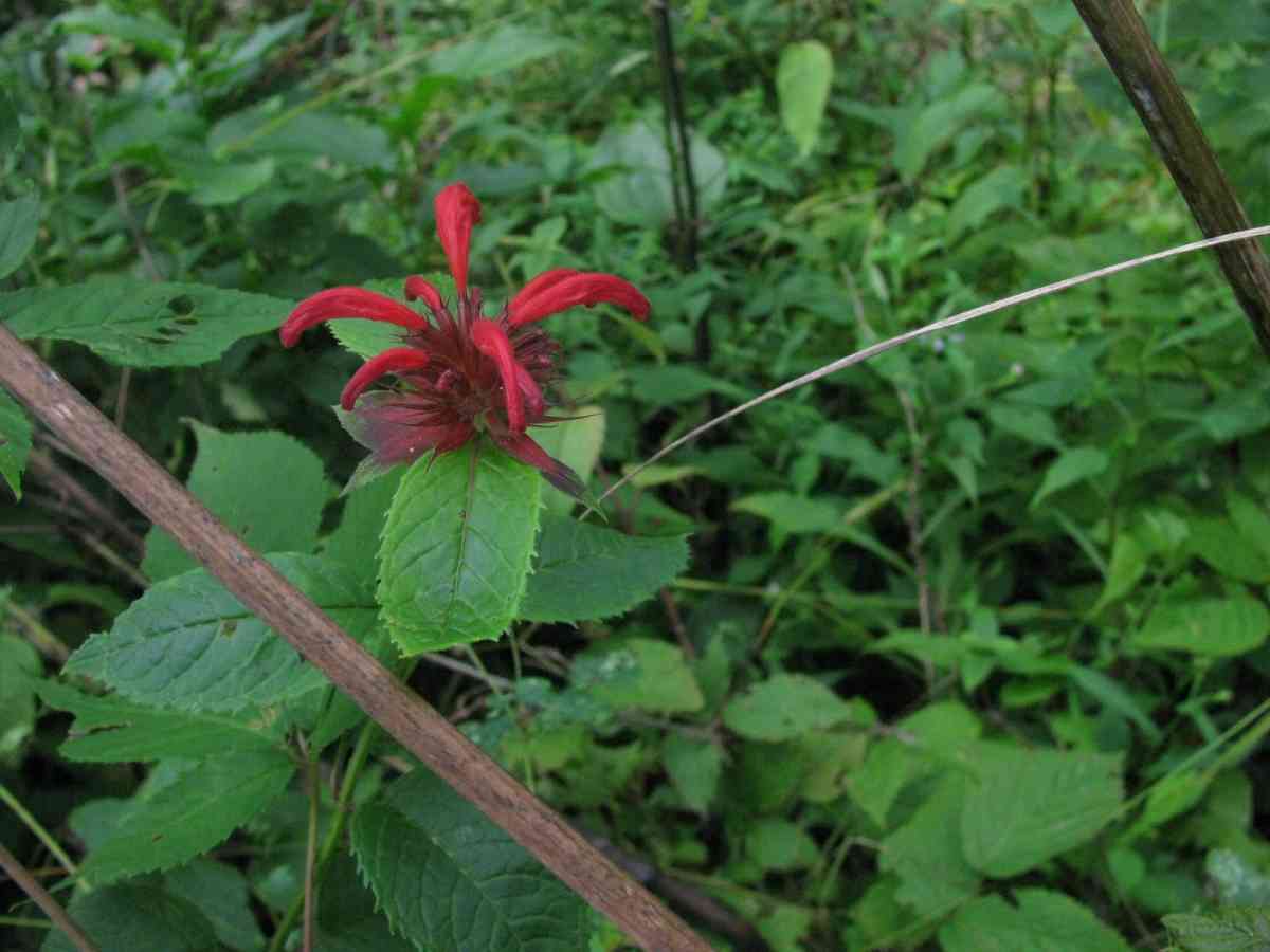 27 Edible Ground Covers to Feed You and Beautify Garden - Homestead ...