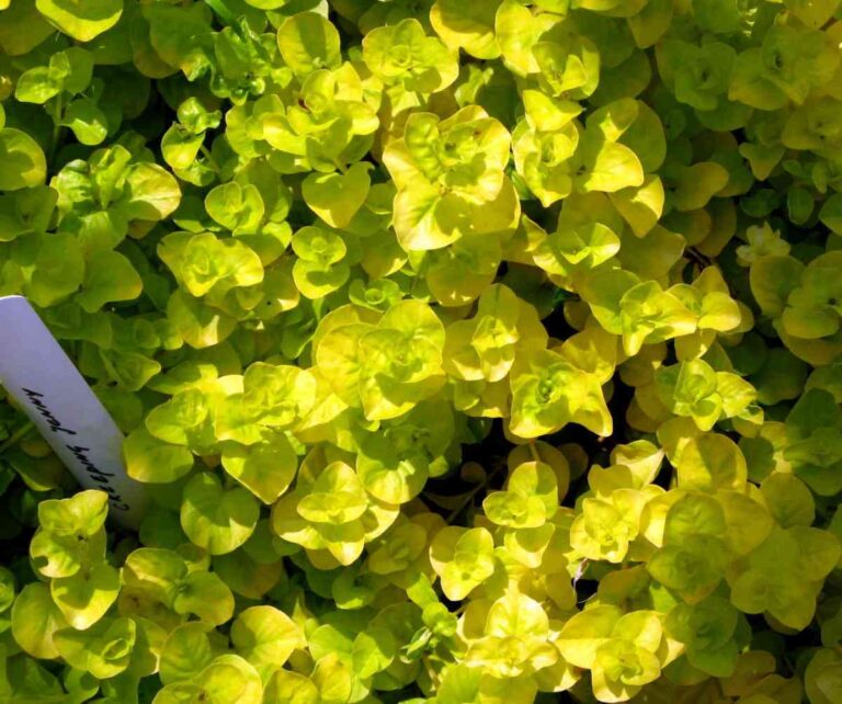 27 Edible Ground Covers to Feed You and Beautify Garden - Homestead ...