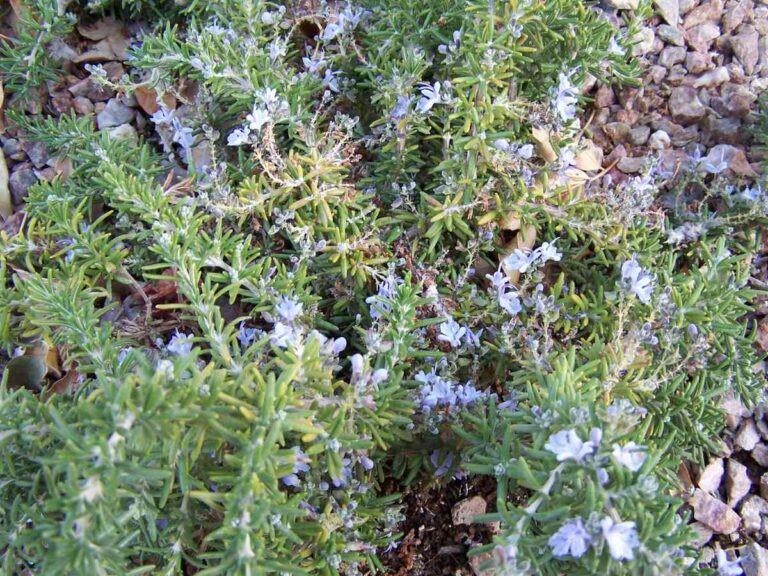 27 Edible Ground Covers to Feed You and Beautify Garden - Homestead ...