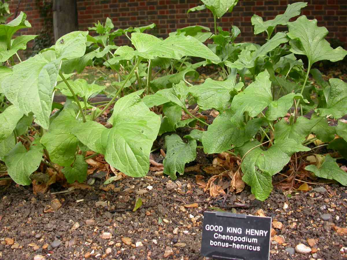 27 Edible Ground Covers to Feed You and Beautify Garden - Homestead ...