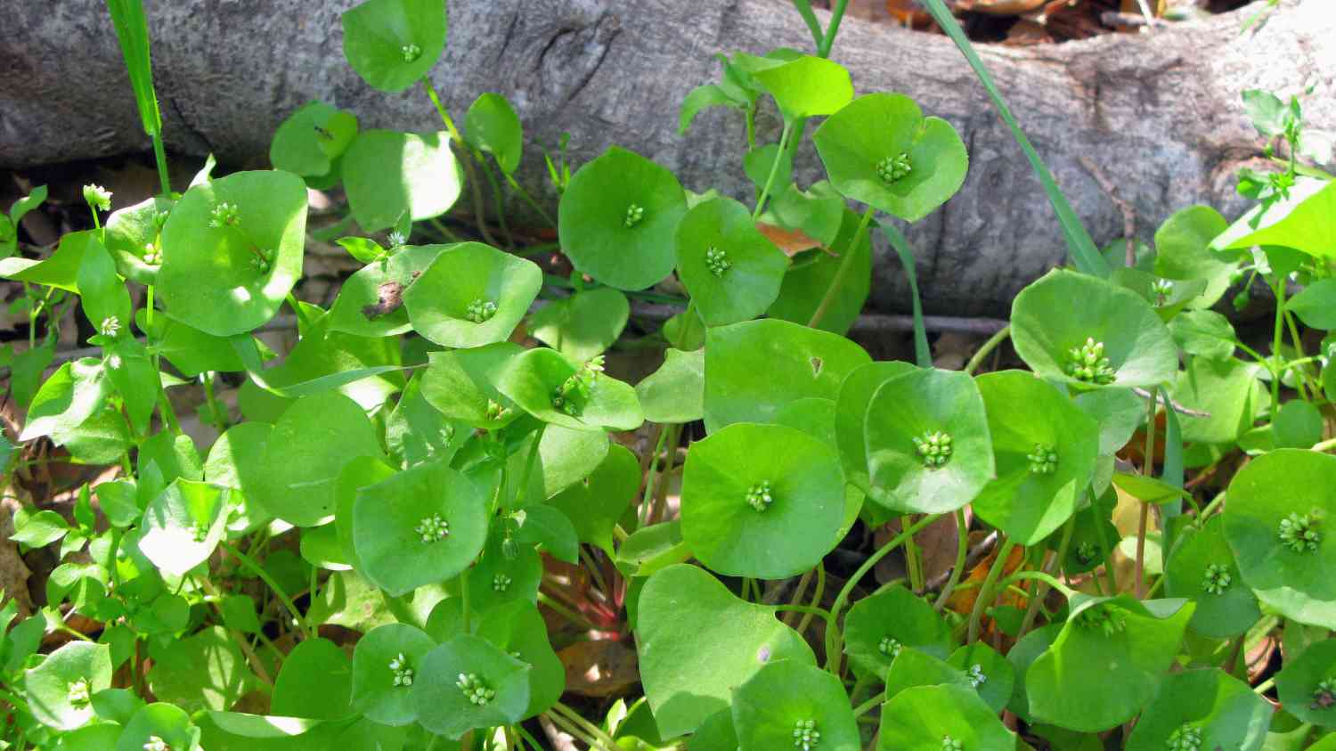27 Edible Ground Covers to Feed You and Beautify Garden - Homestead ...