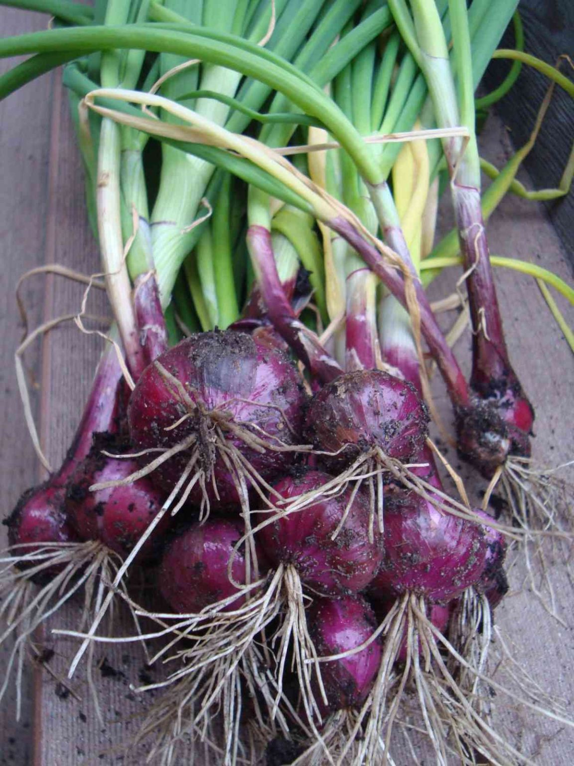 Planting Onion Bulbs in Fall - 5 Reasons to Grow - Homestead Gardener