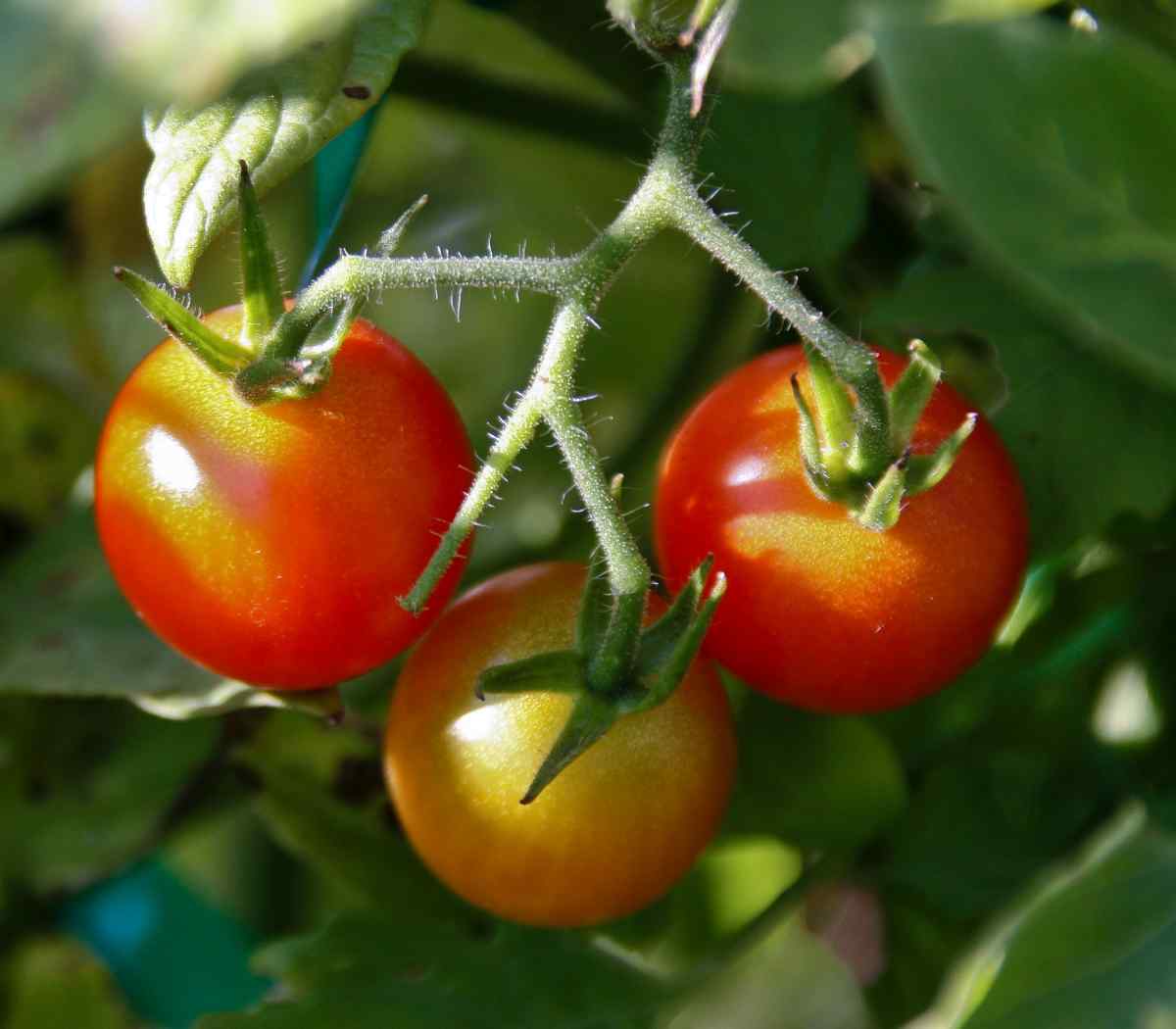 27 Vegetables to Grow Indoors in the Winter - Homestead Gardener