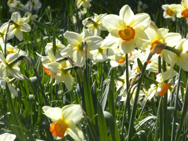 How to Plant Daffodil Bulbs in Fall? - Homestead Gardener