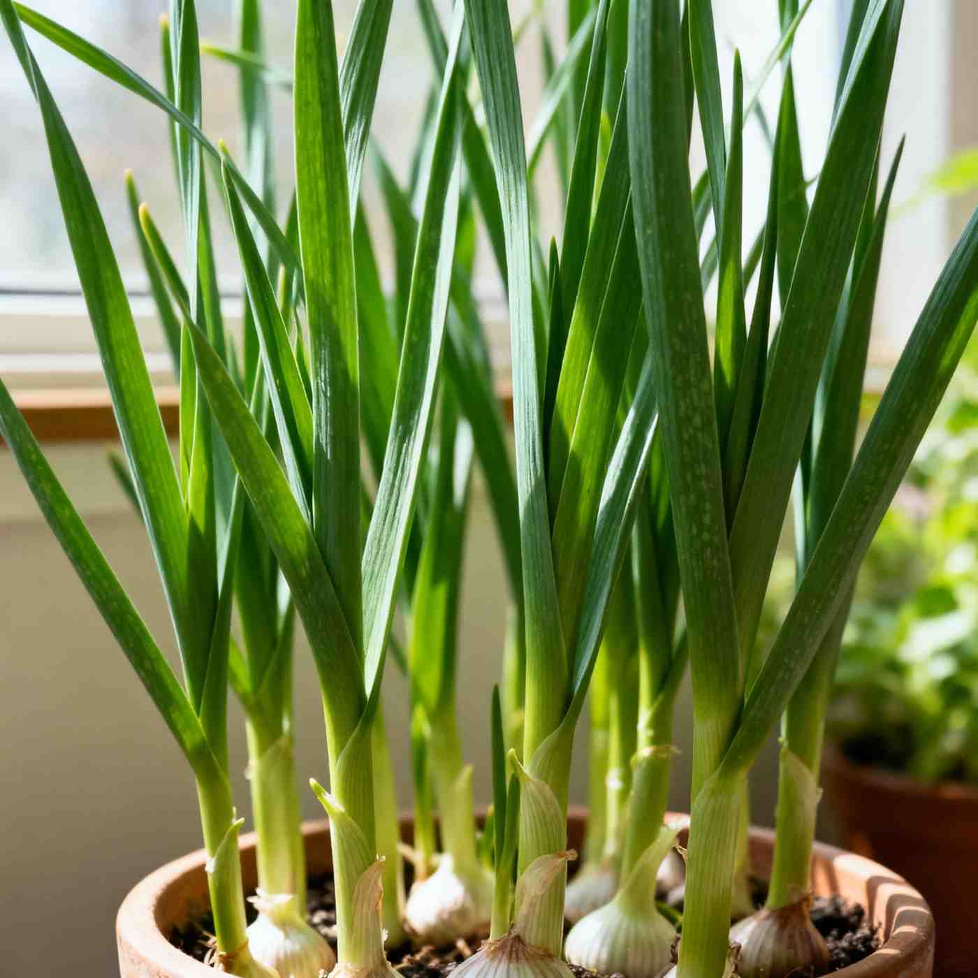 22 Vegetables to Grow in Shade - Homestead Gardener
