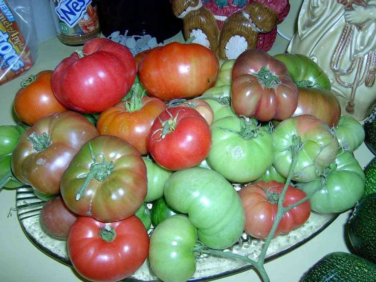 How to Store Tomatoes from Garden? - Homestead Gardener