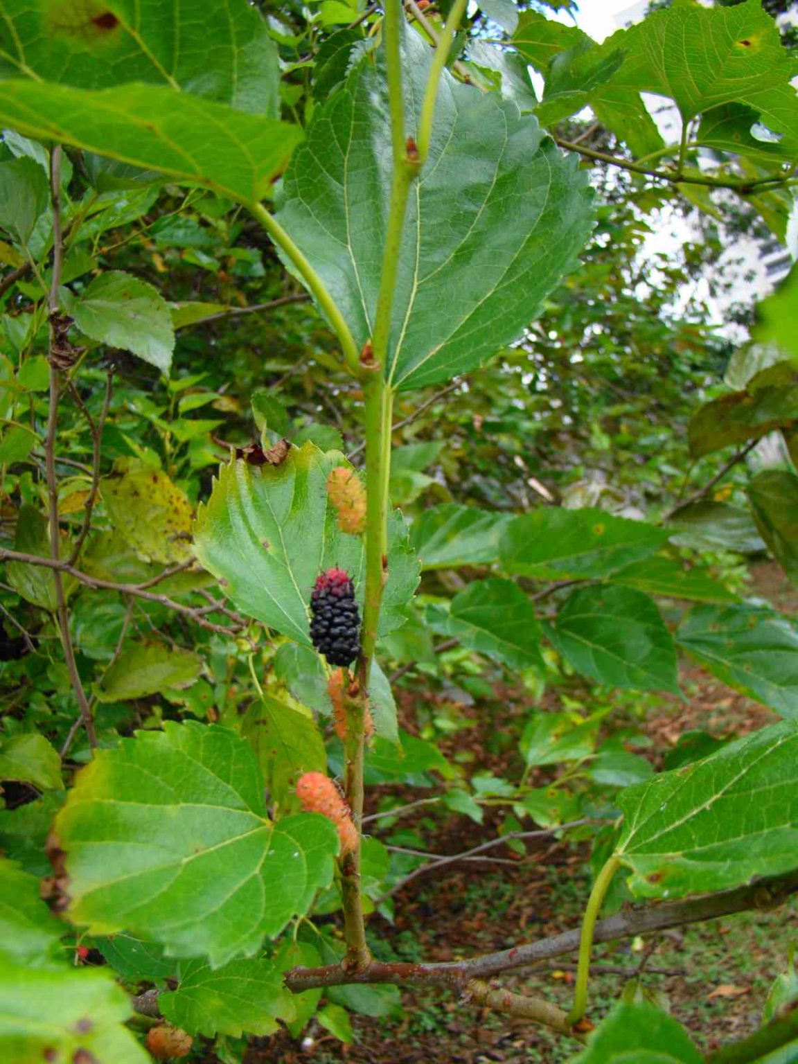 Where to Plant Mulberry Tree? - Homestead Gardener