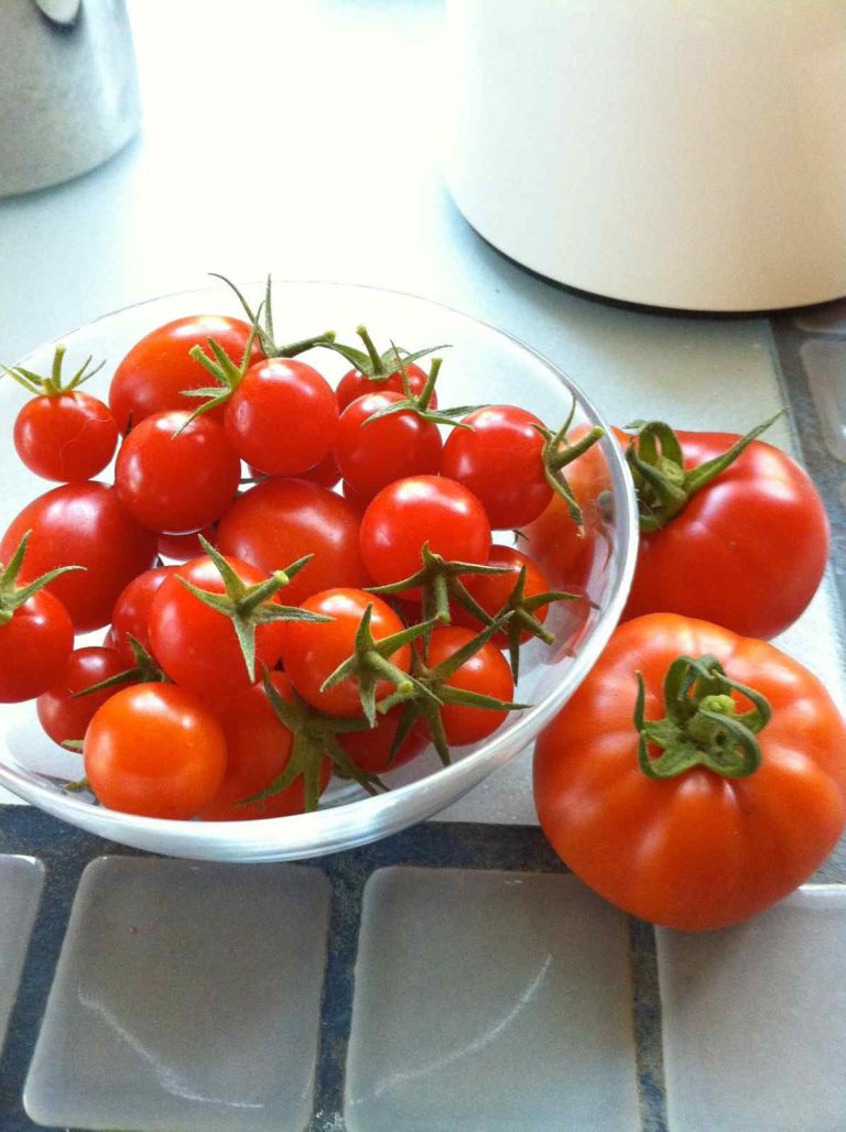 How to Store Tomatoes from Garden? - Homestead Gardener