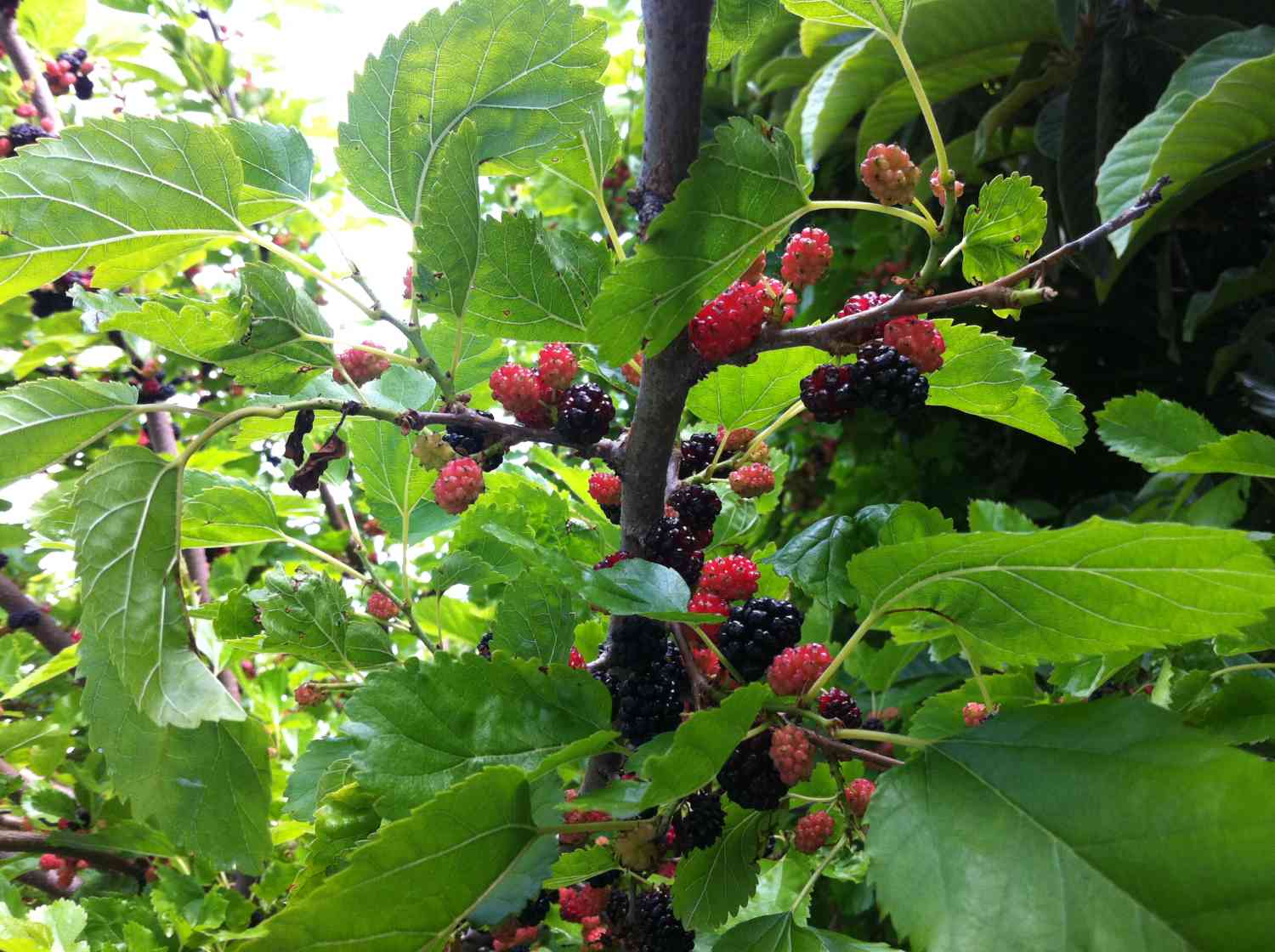 Where to Plant Mulberry Tree? - Homestead Gardener