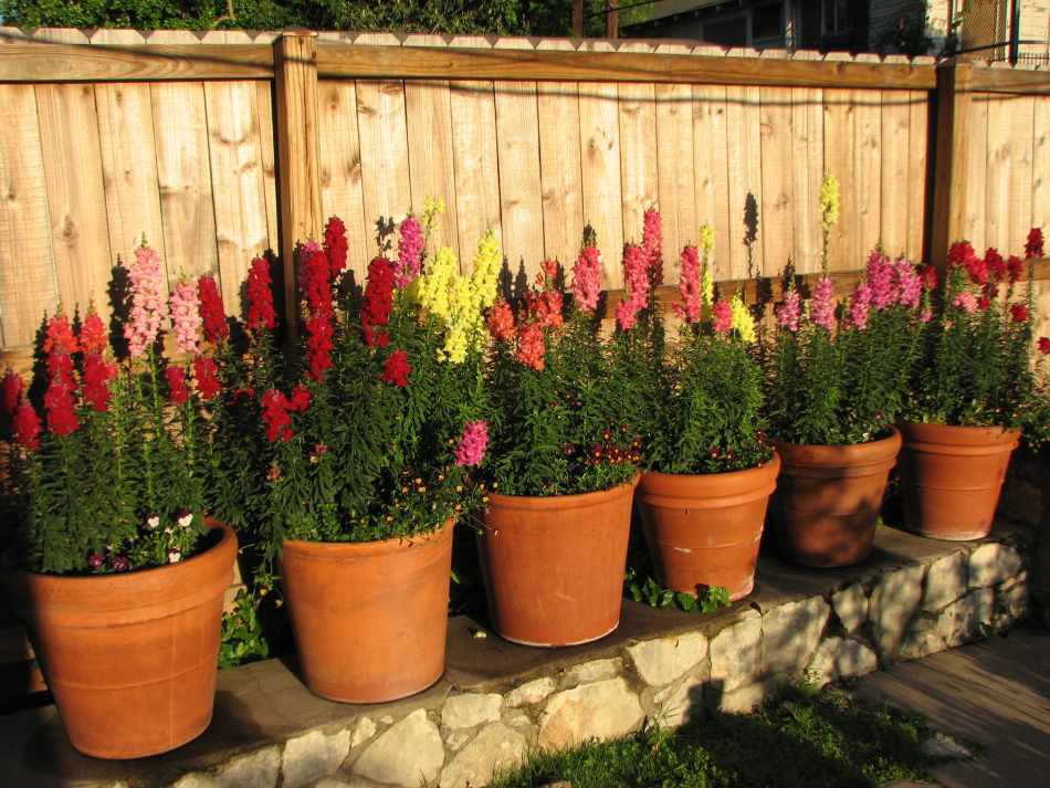 How to Grow and Care Snapdragons from Seed and Cuttings? - Homestead ...