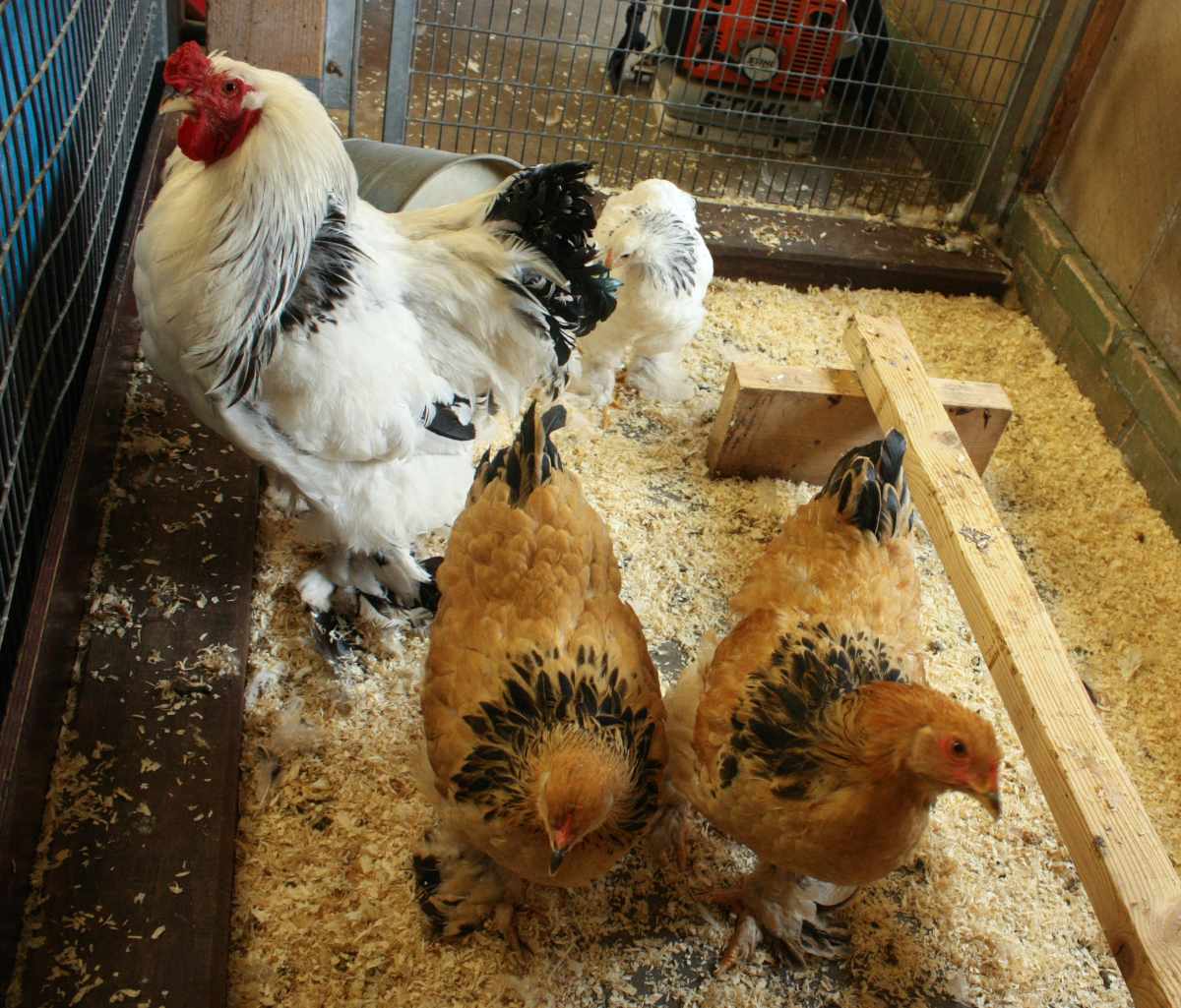 19 Cold Hardy Chicken Breeds that Tolerant Winter - Homestead Gardener