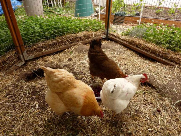 19 Cold Hardy Chicken Breeds that Tolerant Winter - Homestead Gardener