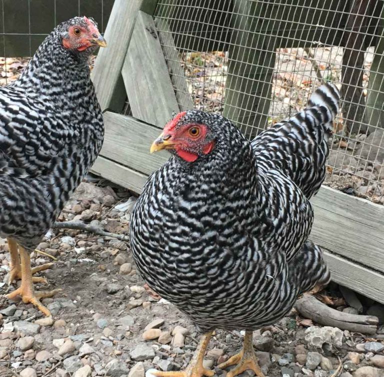 19 Cold Hardy Chicken Breeds that Tolerant Winter - Homestead Gardener