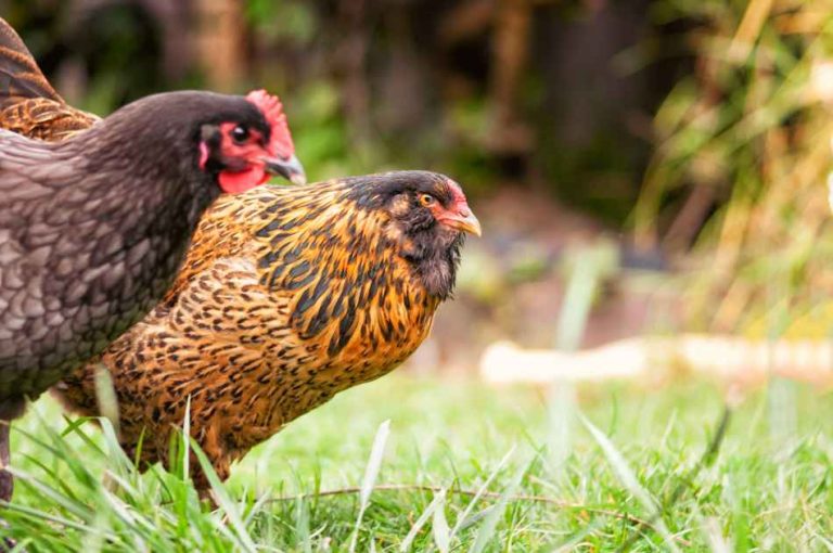 19 Cold Hardy Chicken Breeds that Tolerant Winter - Homestead Gardener
