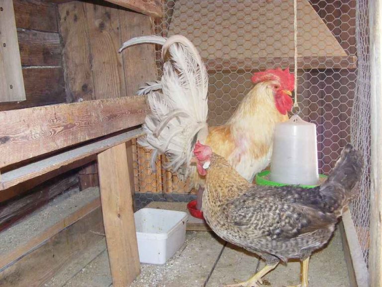 19 Cold Hardy Chicken Breeds that Tolerant Winter - Homestead Gardener