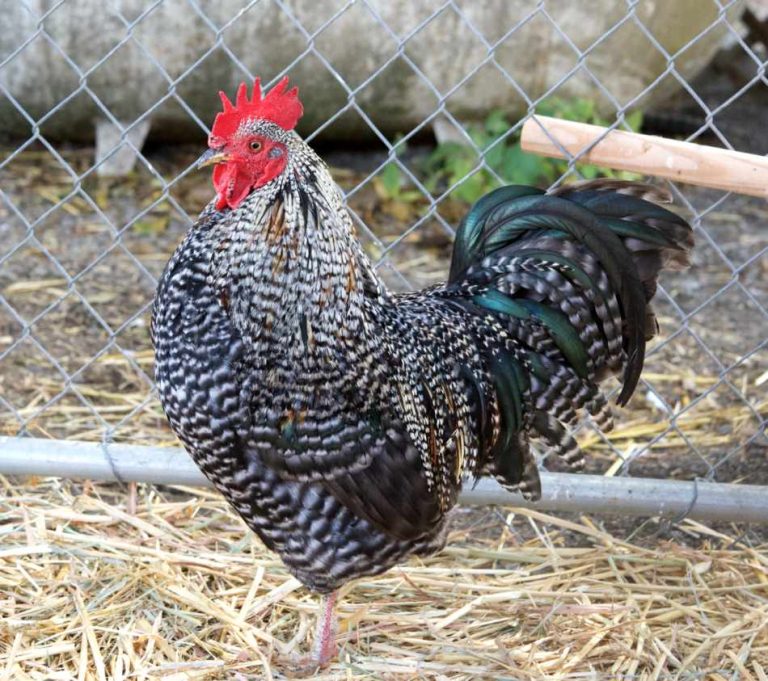 19 Cold Hardy Chicken Breeds that Tolerant Winter - Homestead Gardener
