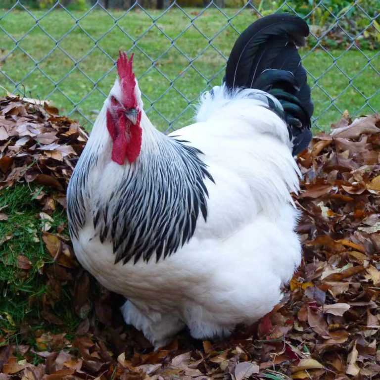 19 Cold Hardy Chicken Breeds that Tolerant Winter - Homestead Gardener