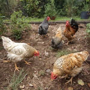 How to Keep Chickens Out of the Garden in 7 Simple Ways - Homestead ...