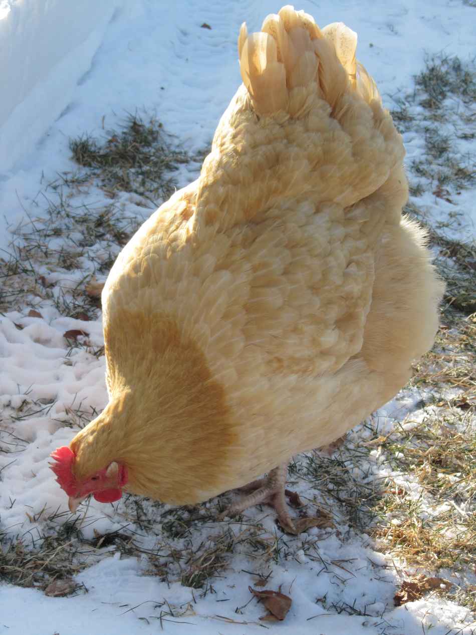 19 Cold Hardy Chicken Breeds that Tolerant Winter - Homestead Gardener