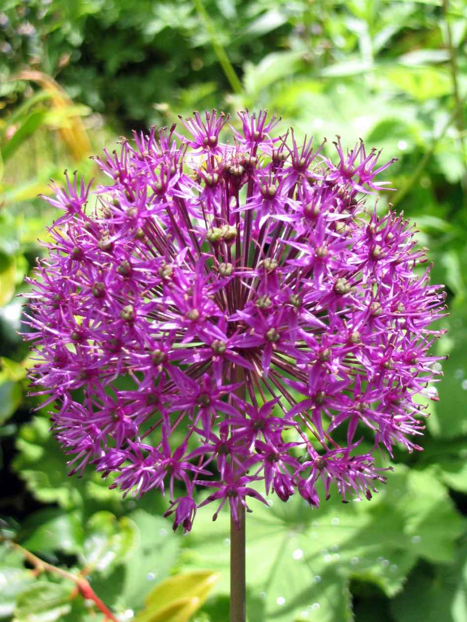 28 Bee-Friendly Plants to Grow in Your Garden - Homestead Gardener