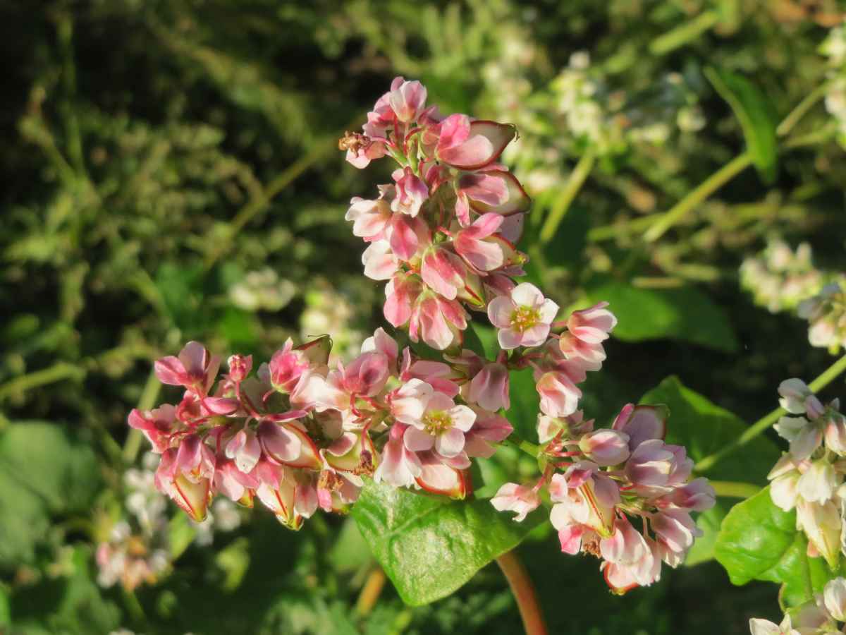 28 Bee-Friendly Plants to Grow in Your Garden - Homestead Gardener