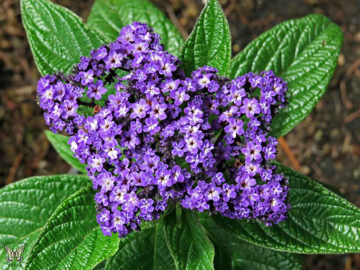 28 Bee-Friendly Plants to Grow in Your Garden - Homestead Gardener