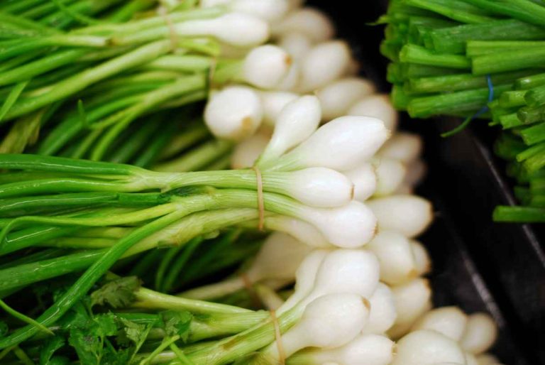 19 Best Vegetables to Plant in Spring - Homestead Gardener