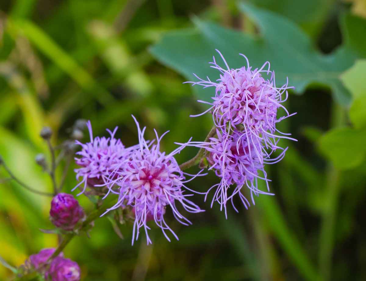 17 Longest Flowering Perennials that Bloom in Spring, Summer and Fall ...