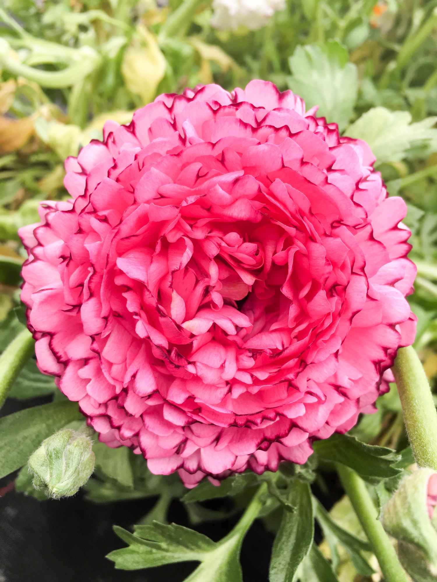 14 Perennial Bulbs to Plant in Spring - Homestead Gardener