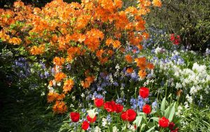 25 Best Flowers to Grow in Spring for Blooming Garden - Homestead Gardener