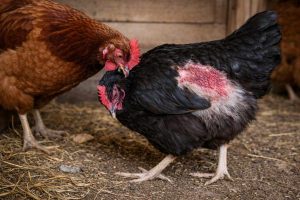 How to Stop Chickens from Pecking Each Other? - Homestead Gardener
