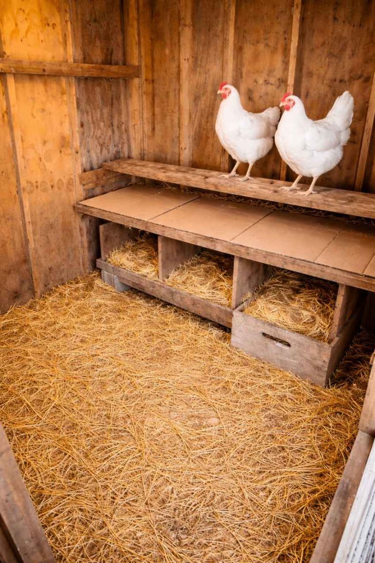 16 Chicken Coop Interior Ideas - Homestead Gardener