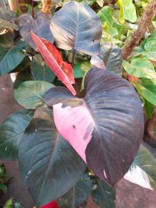How to Care for Pink Princess Philodendron? - Homestead Gardener