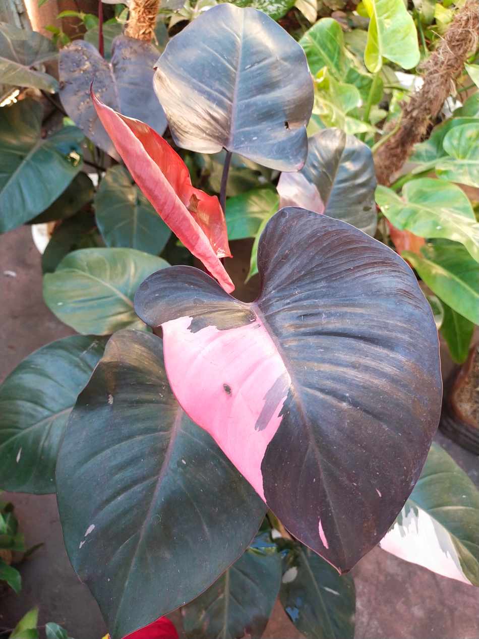 How to Care for Pink Princess Philodendron? - Homestead Gardener
