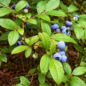 19 Tips to Grow Blueberries in Spring - Homestead Gardener