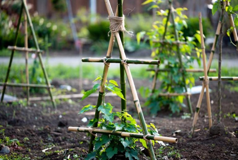 9 DIY Bamboo Trellis Ideas to Make for Vertical Garden - Homestead Gardener