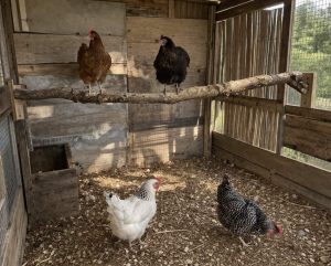 14 DIY Roosting Bars for Chickens - Setup Guide - Homestead Gardener