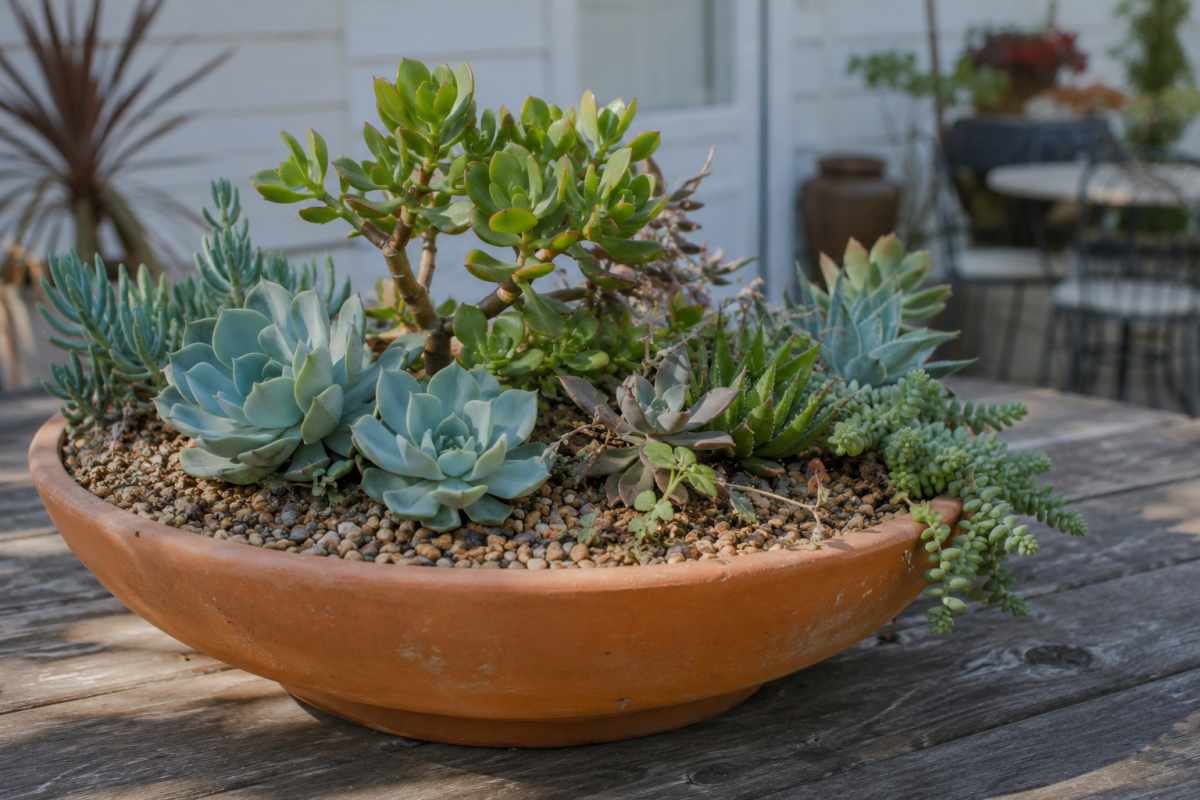 32 Inspiring Succulent Arrangements in Pots - Homestead Gardener